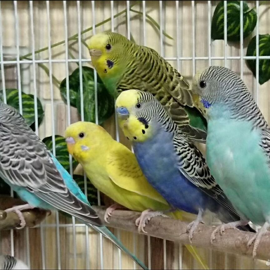 Волнистый попугай с клеткой