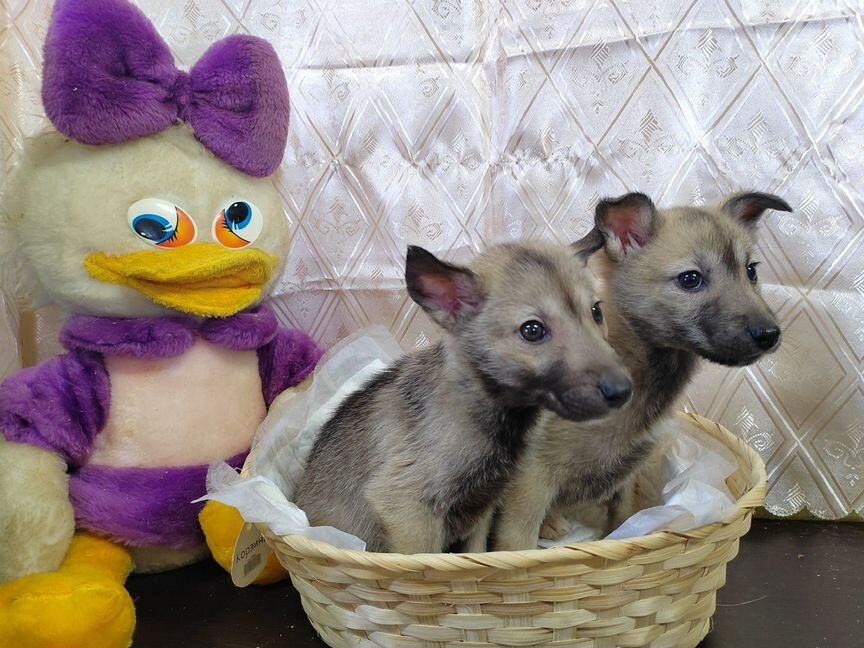 Щенки в добрые руки