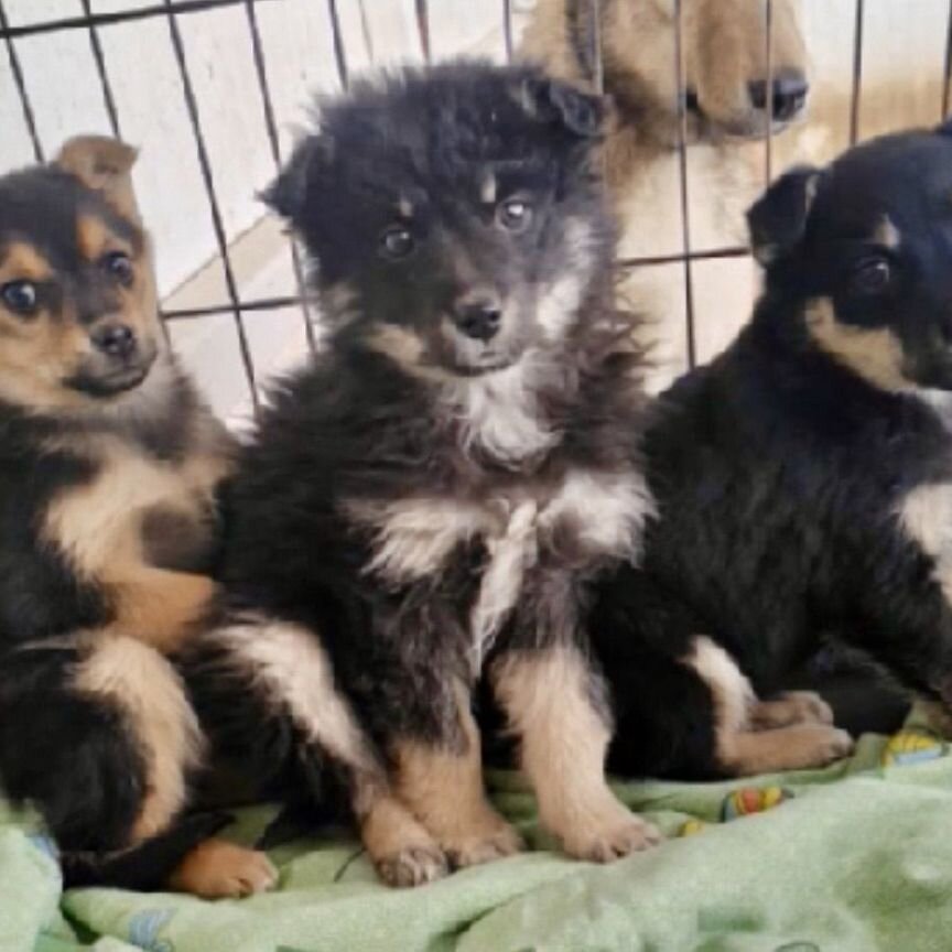 Щенки мальчики в добрые руки