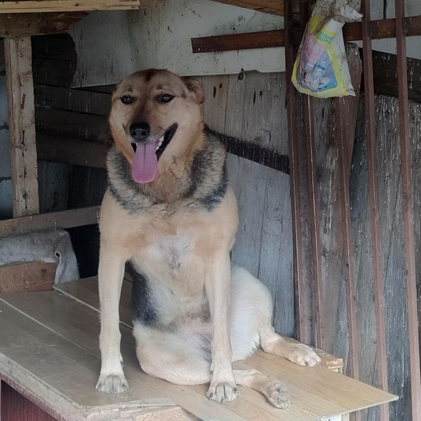 Взрослая собака в добрые руки