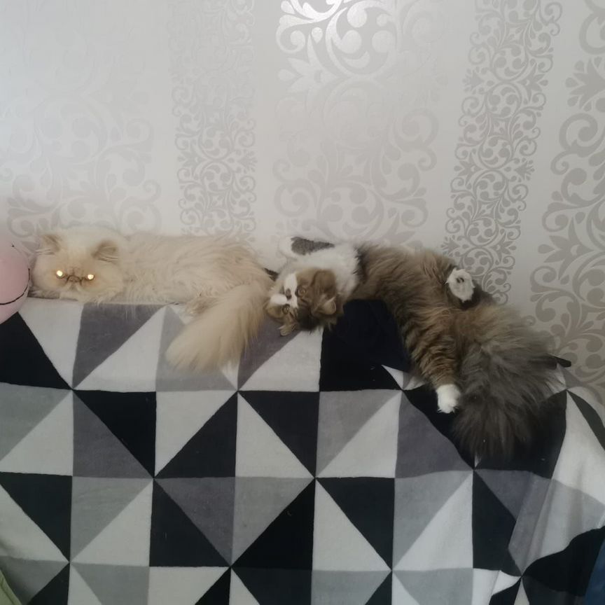 Персидский котёнок