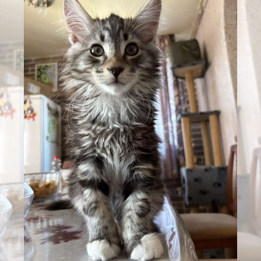 Мейн-кун котёнок