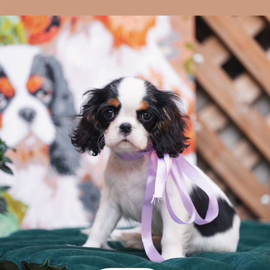 Кавалер кинг чарльз спаниель триколор