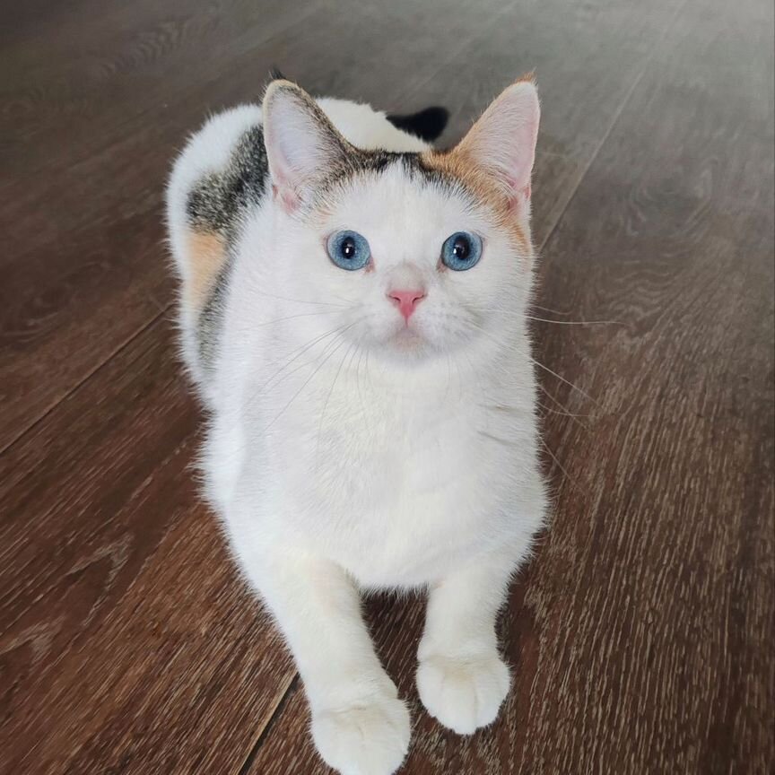 Синеглазая кошка