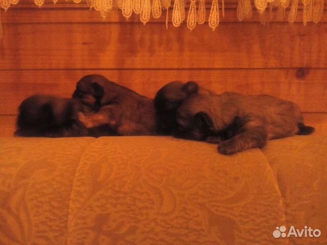 Щенки пекинеса