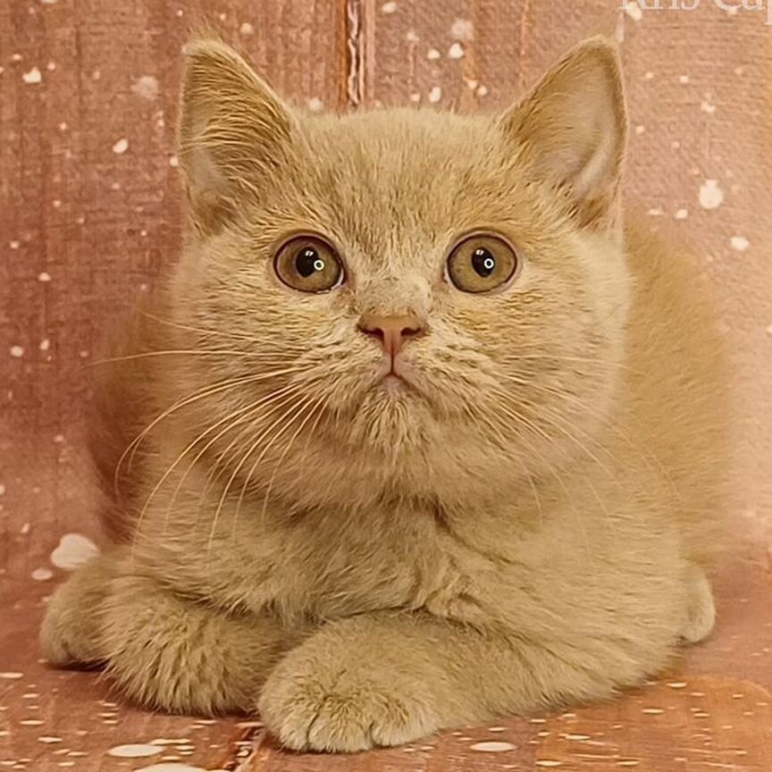 Британский короткошёрстный котёнок