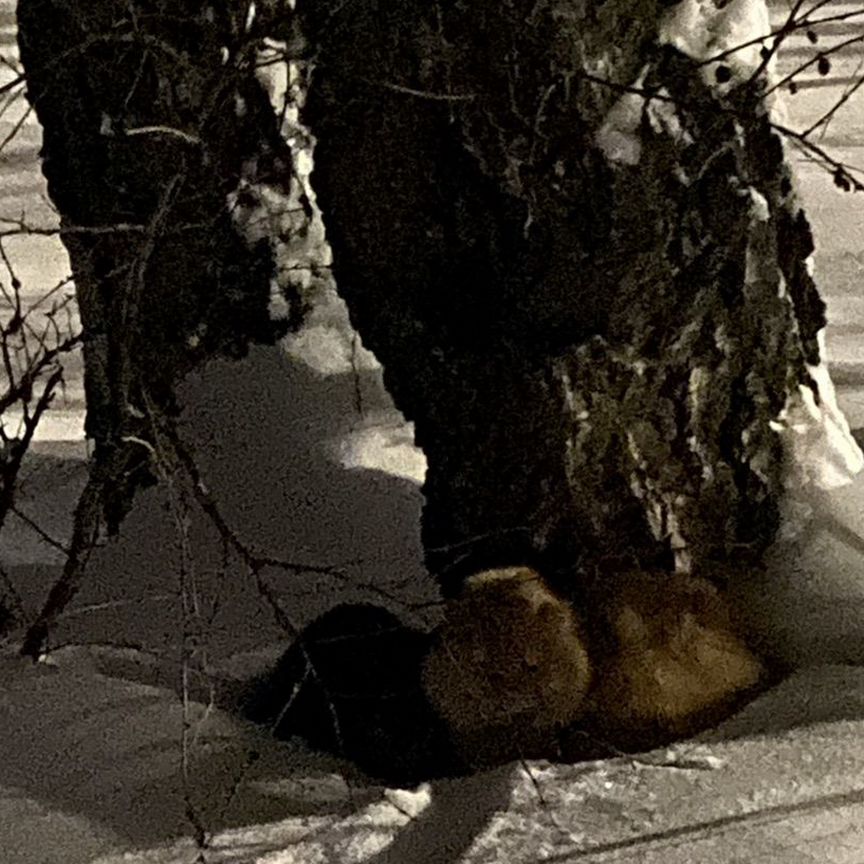 Шотландская вислоухая длинношёрстная, взрослая кошка