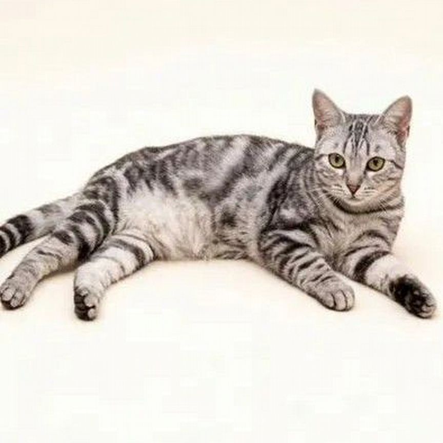 Бенгальская, взрослая кошка