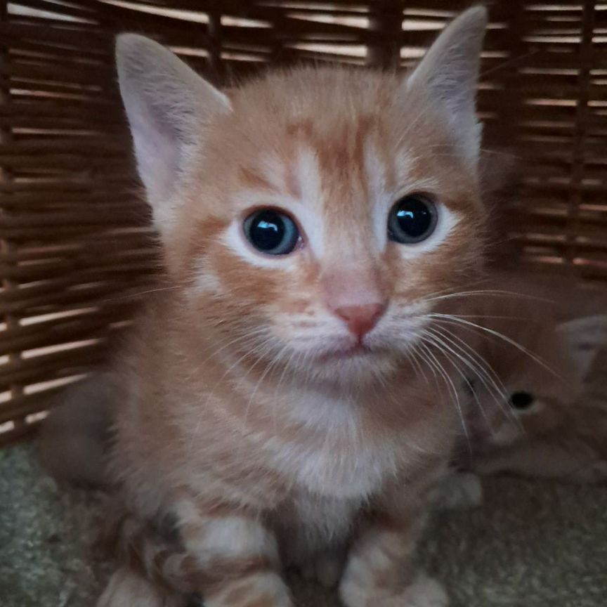 Котёнок от частного владельца