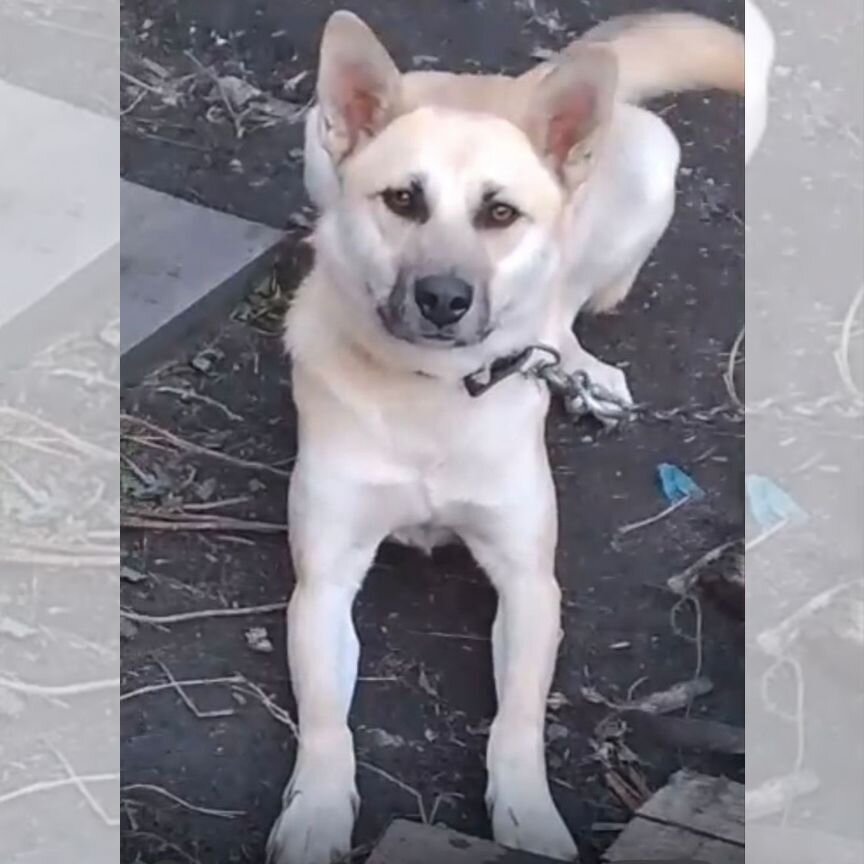 Взрослая собака в добрые руки