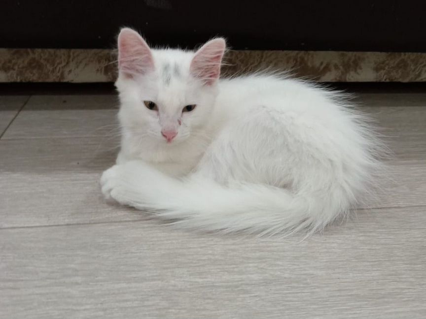 Котенок ищет дом