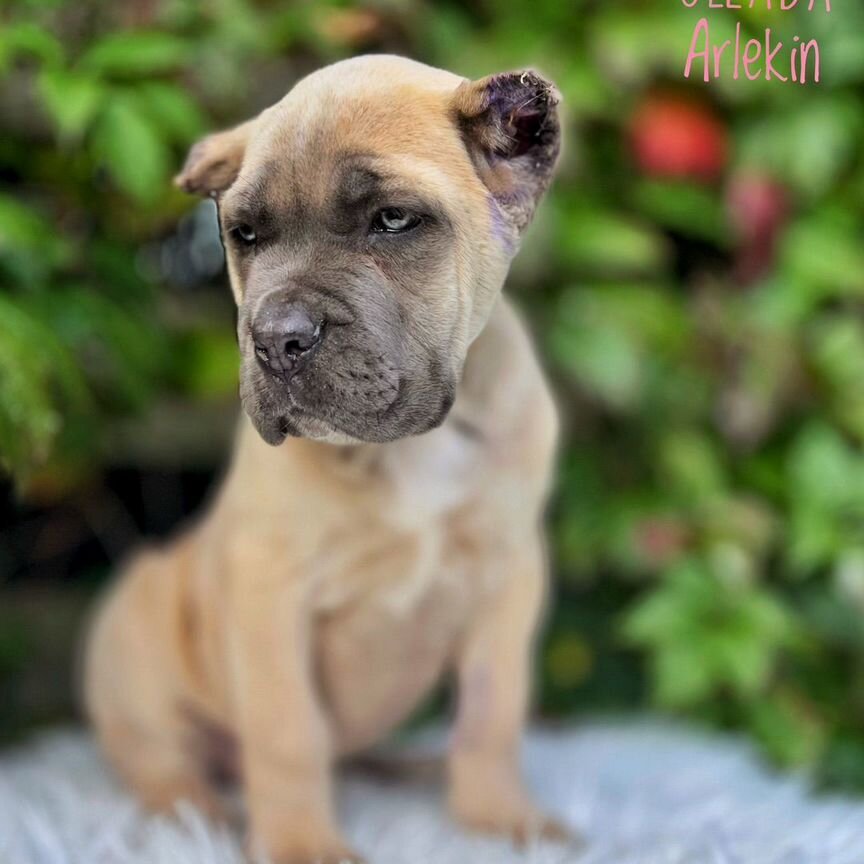 Кане Корсо, форментино девочка