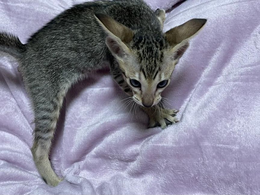 Ориентальная девочка 2 мес