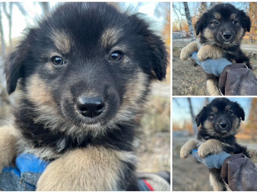 Щенок в добрые руки