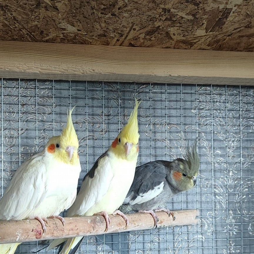 Кореллы ручные