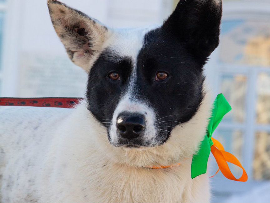 Шарлин - ушастая хулиганка