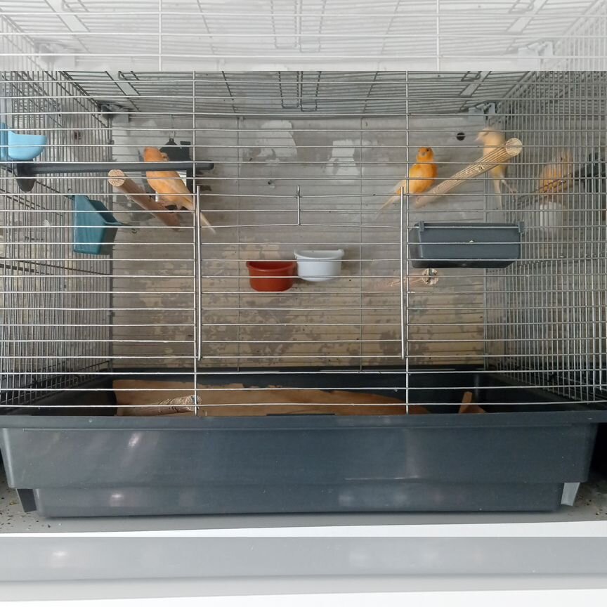 Птенцы красных канареек