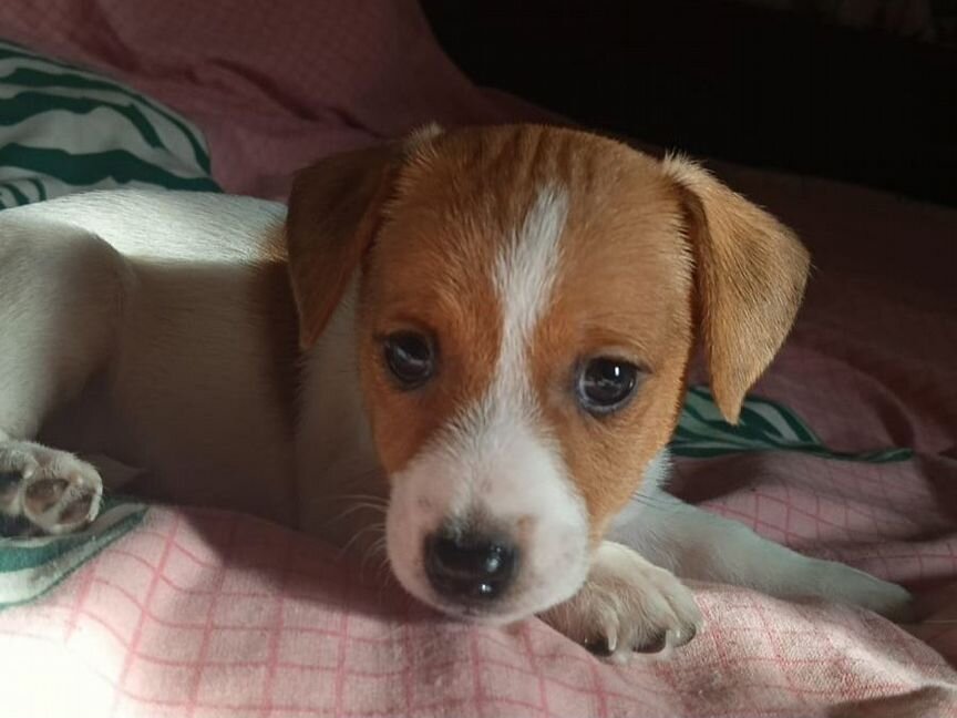 Щенки джек Рассел терьер