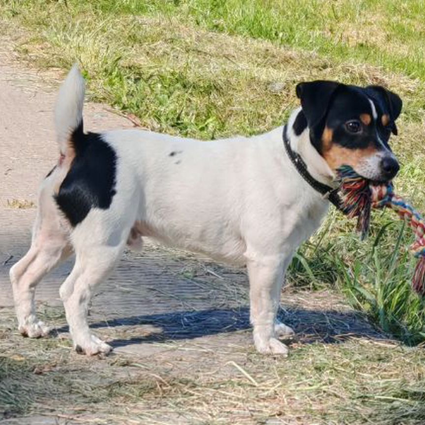 Джек-рассел-терьер, щенок