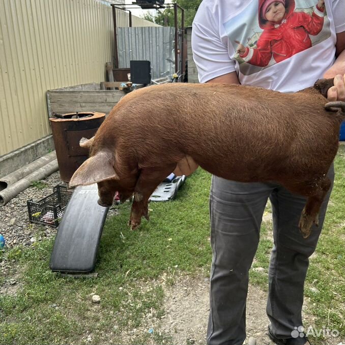 Поросята дюрок