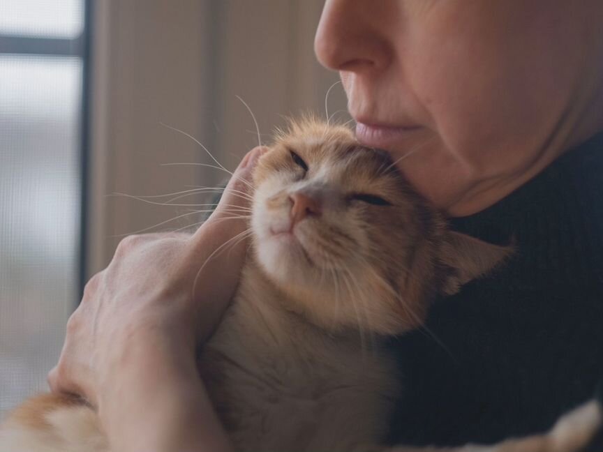 Нежный и ласковый кот в поисках дома