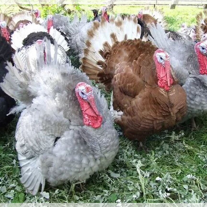 Индюки индюшата