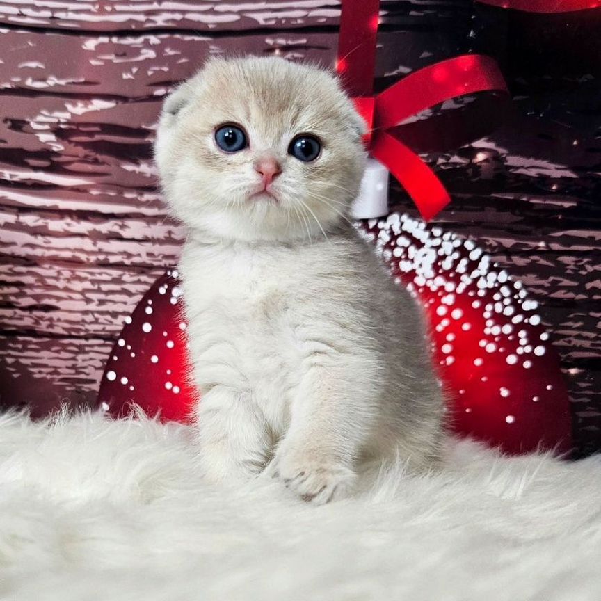 Мальчик голубое золото