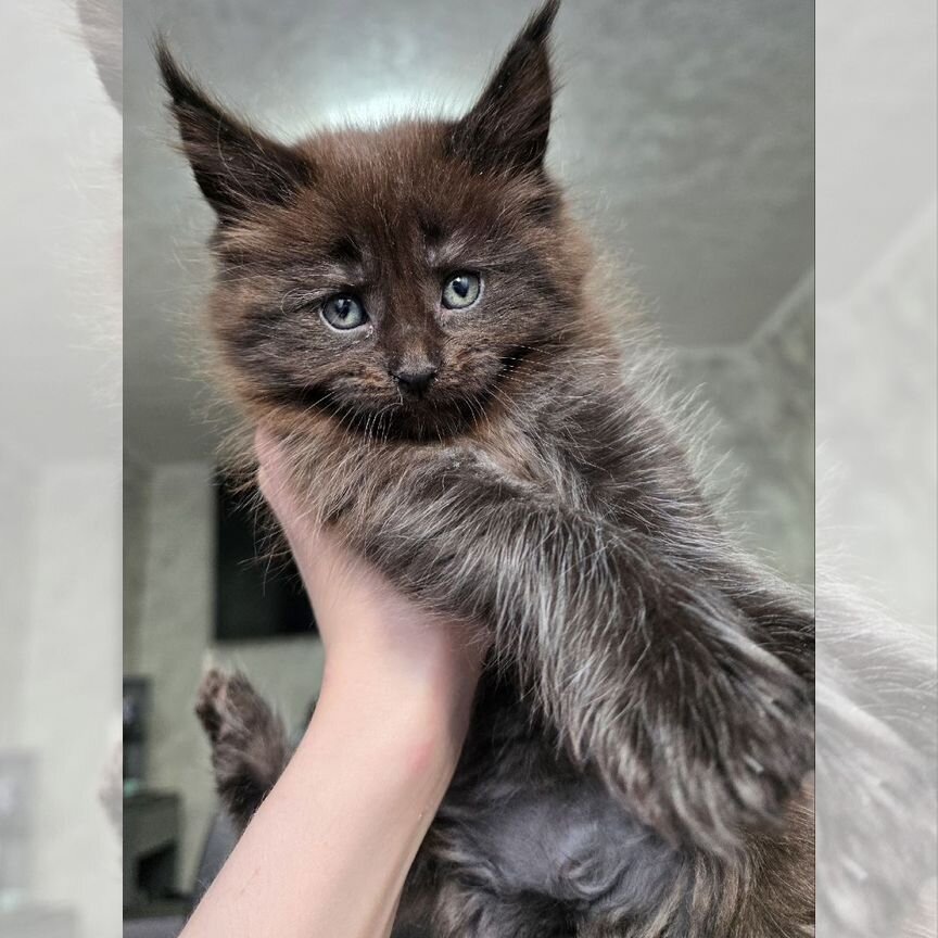 Мейн-кун котёнок