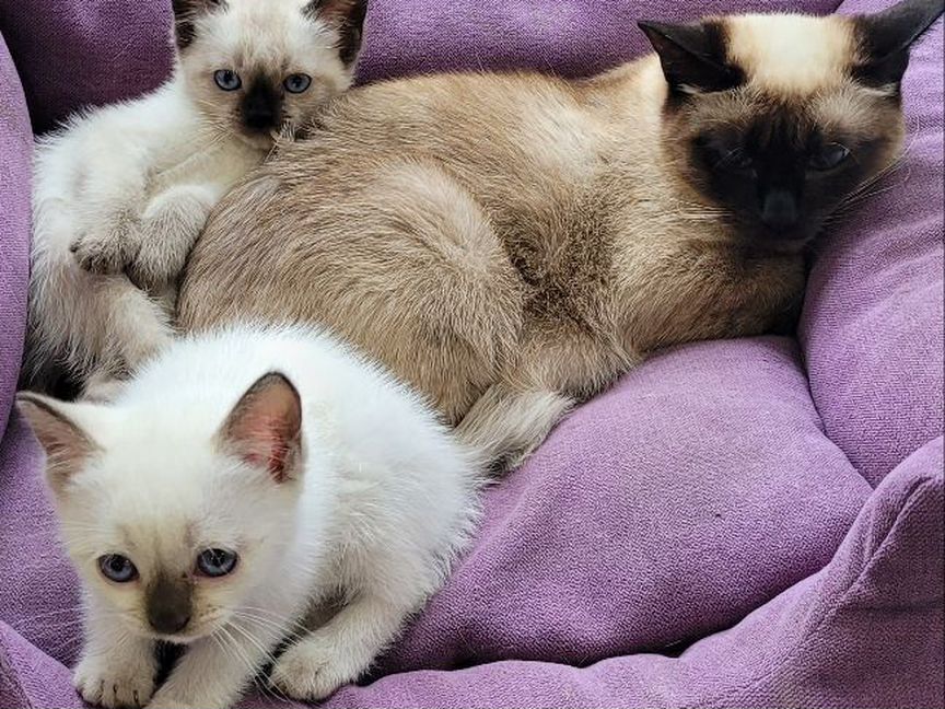 Сиамские котята