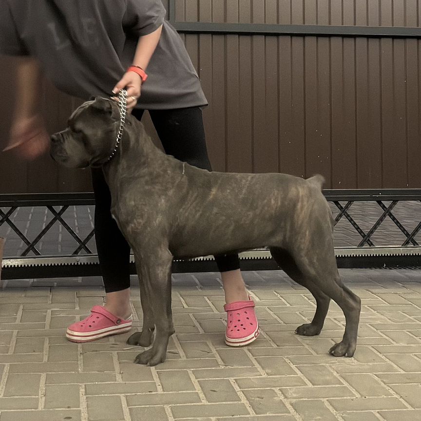 Взрослая девочка кане корсо