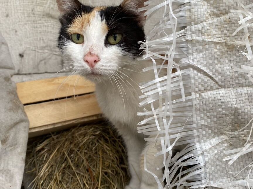 Трехцветная кошечка