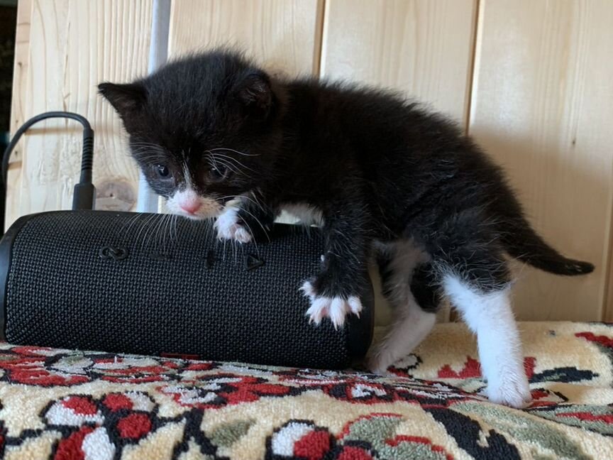 Котенок