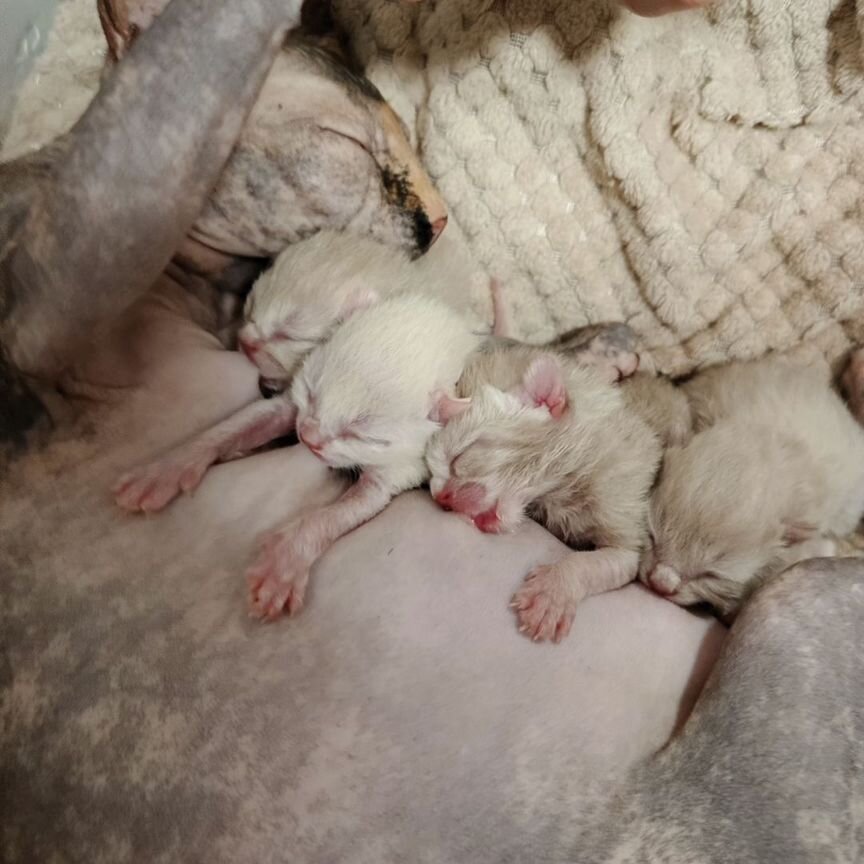 Котята сфинкс и дворняшка