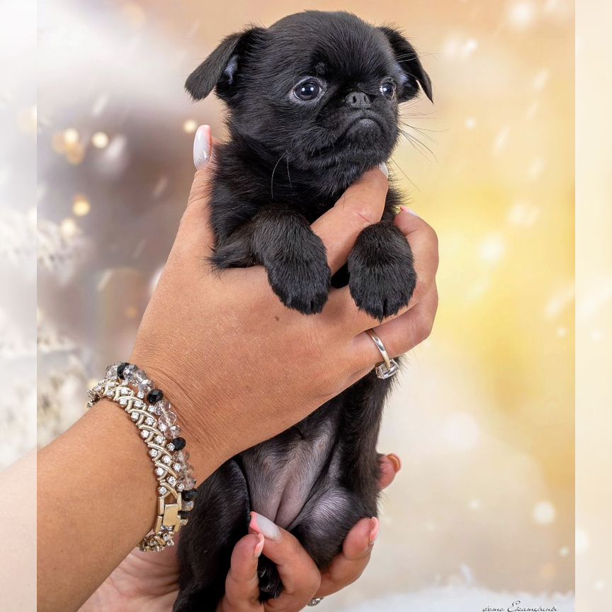 Пти-брабансон, щенок