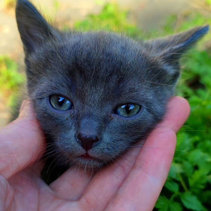 Котята