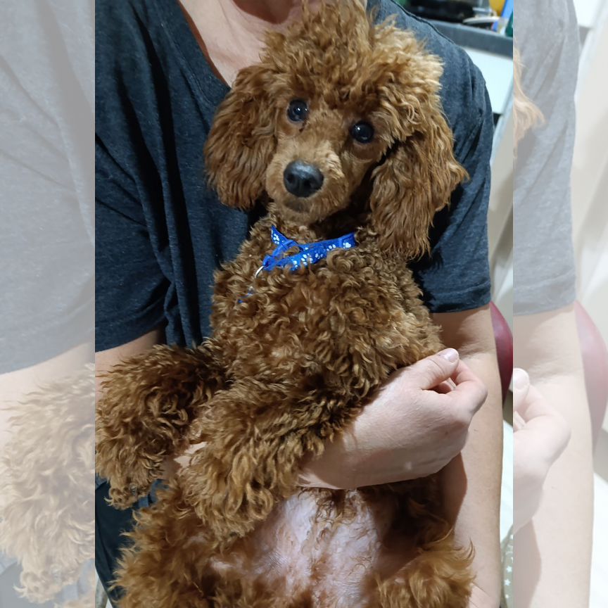 Карликовый пудель, щенок