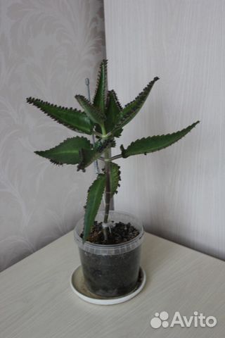 Цветок каланхоэ живородящий лечебный купить в Москве | Товары для дома ...