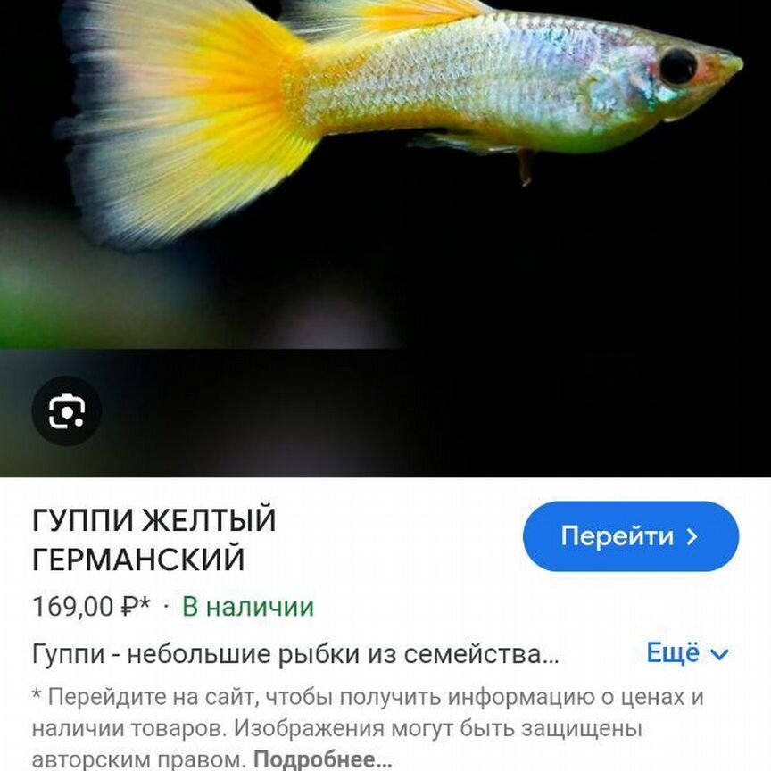 Гуппи жёлтая германская