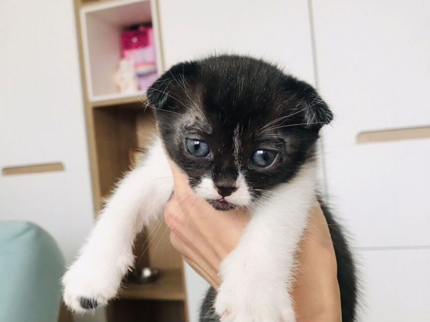Котята метисы вислоухие