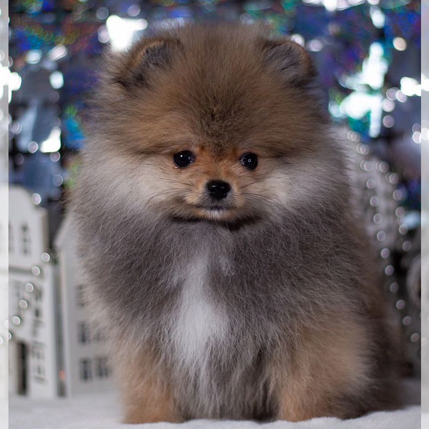 Рыжий мальчик мини