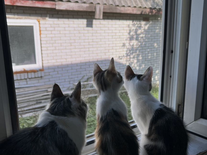 Котята в добрые руки