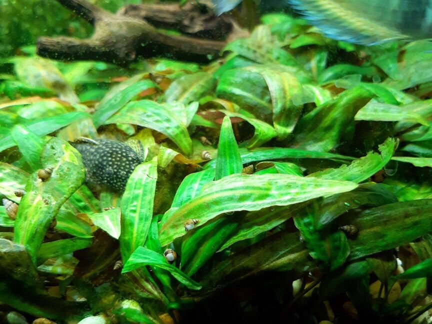 Растения для аквариума криптокорина