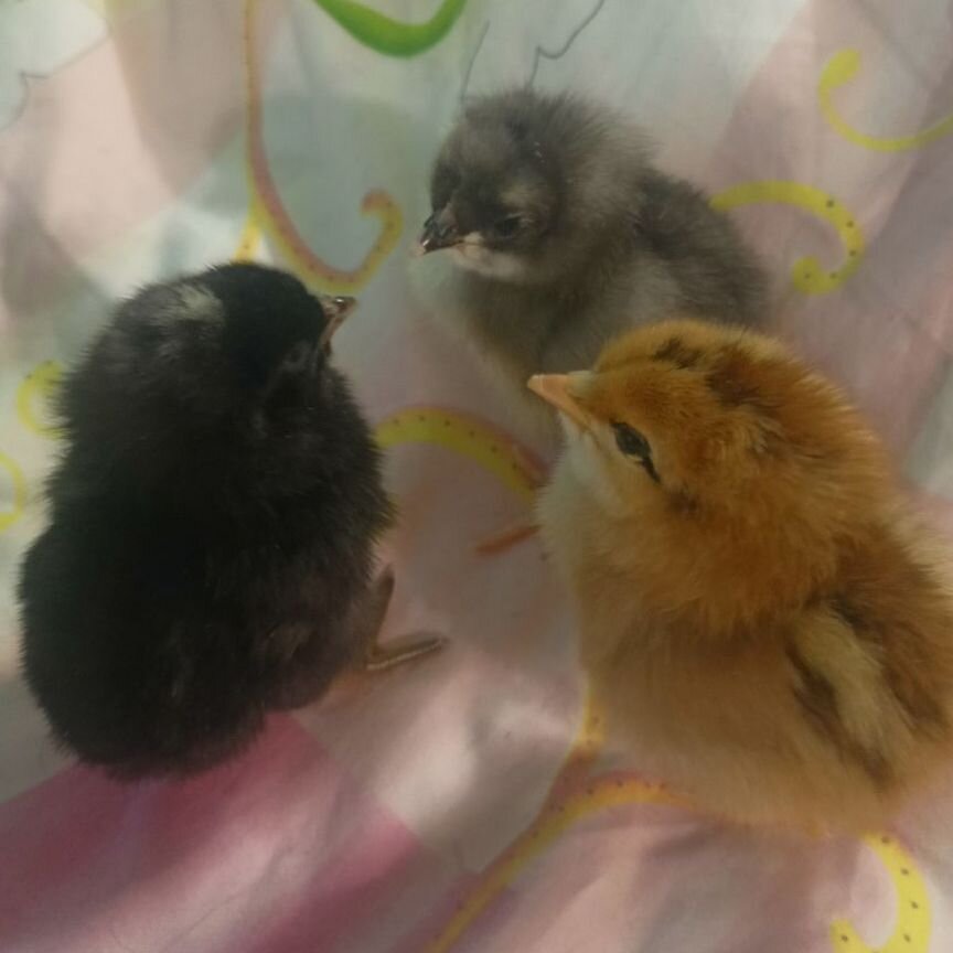 Цыплята несушки