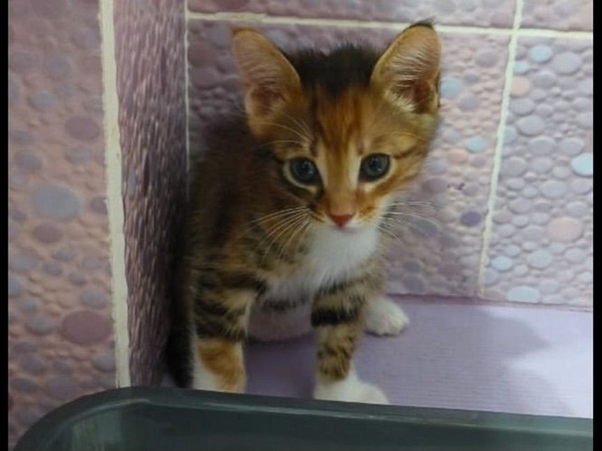 Кошка полу-кровка бенгал