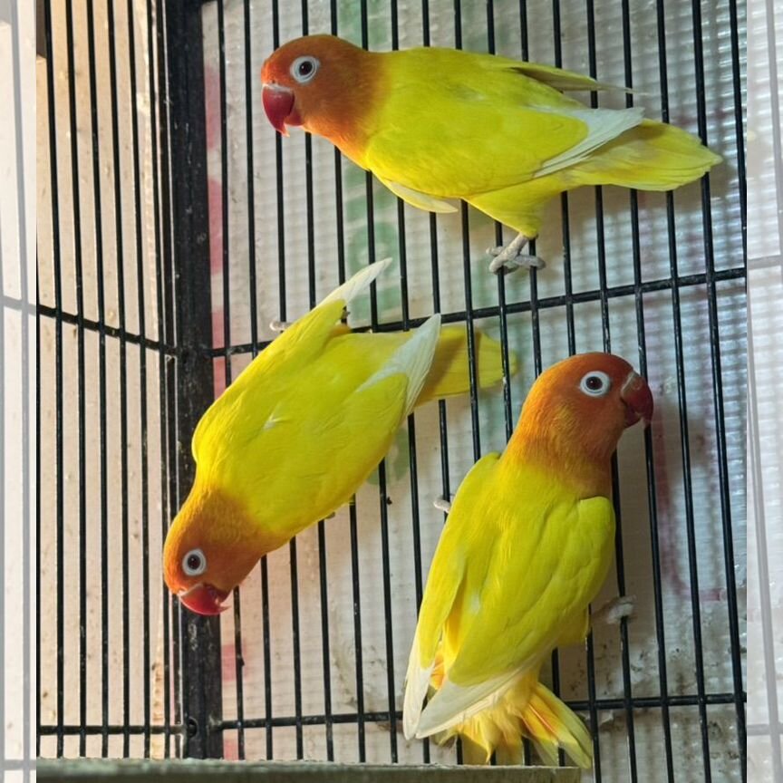 Попугай неразлучник фишера