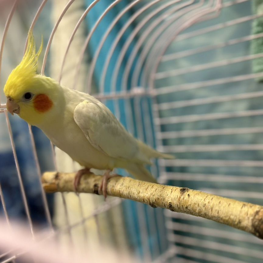 Попугай корелла с клеткой
