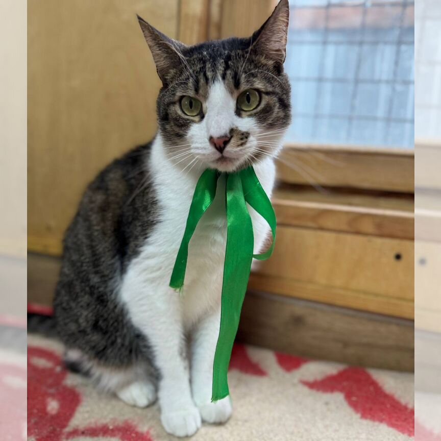 Взрослая, кошка в добрые руки