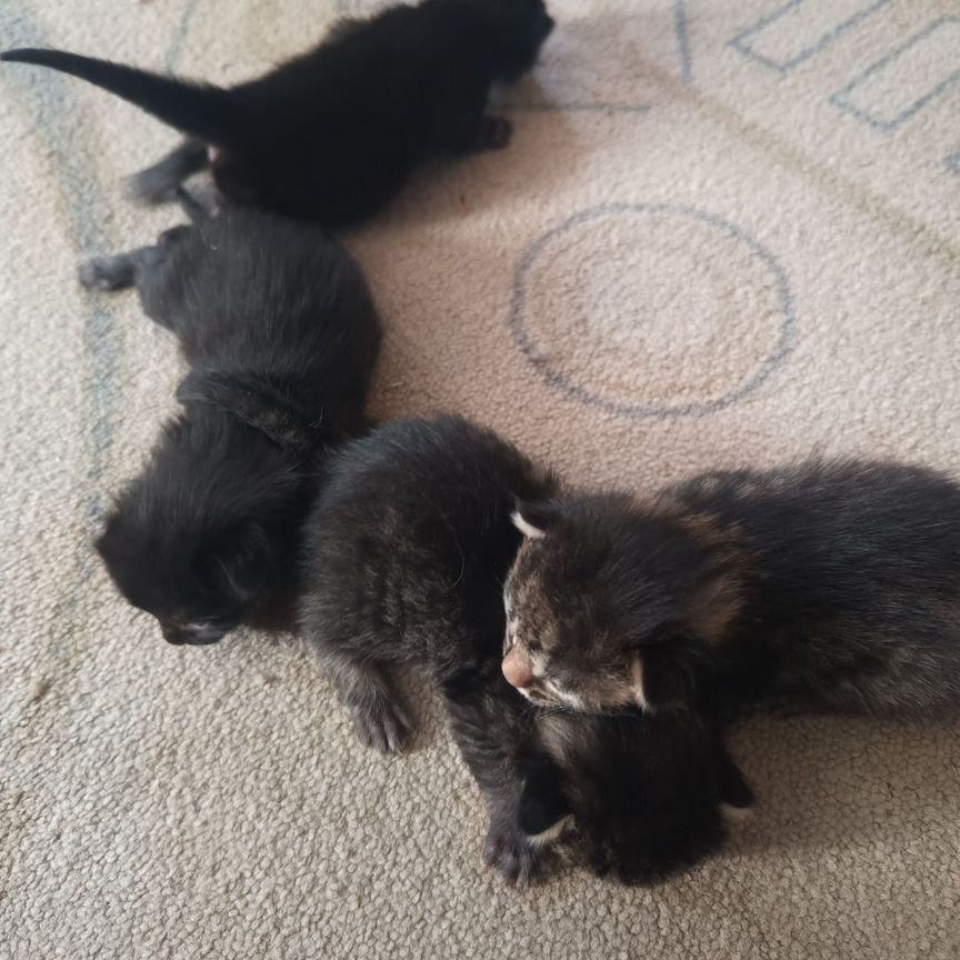 Котята в добрые руки