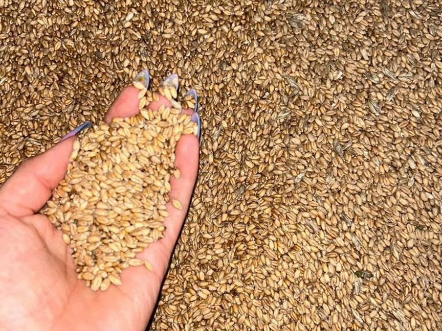 Зерно пшеница 5 класс сухая