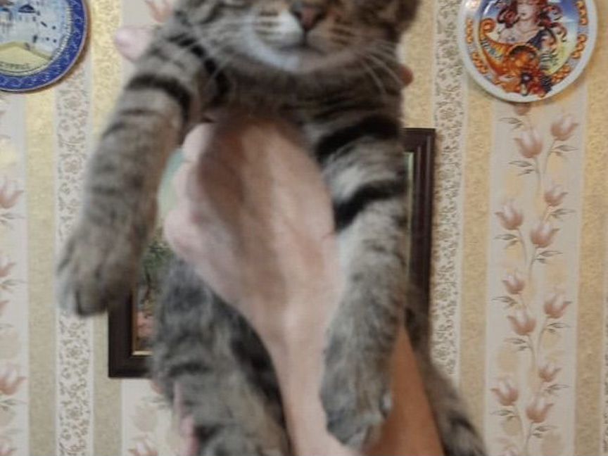 Степашка ищет родителей